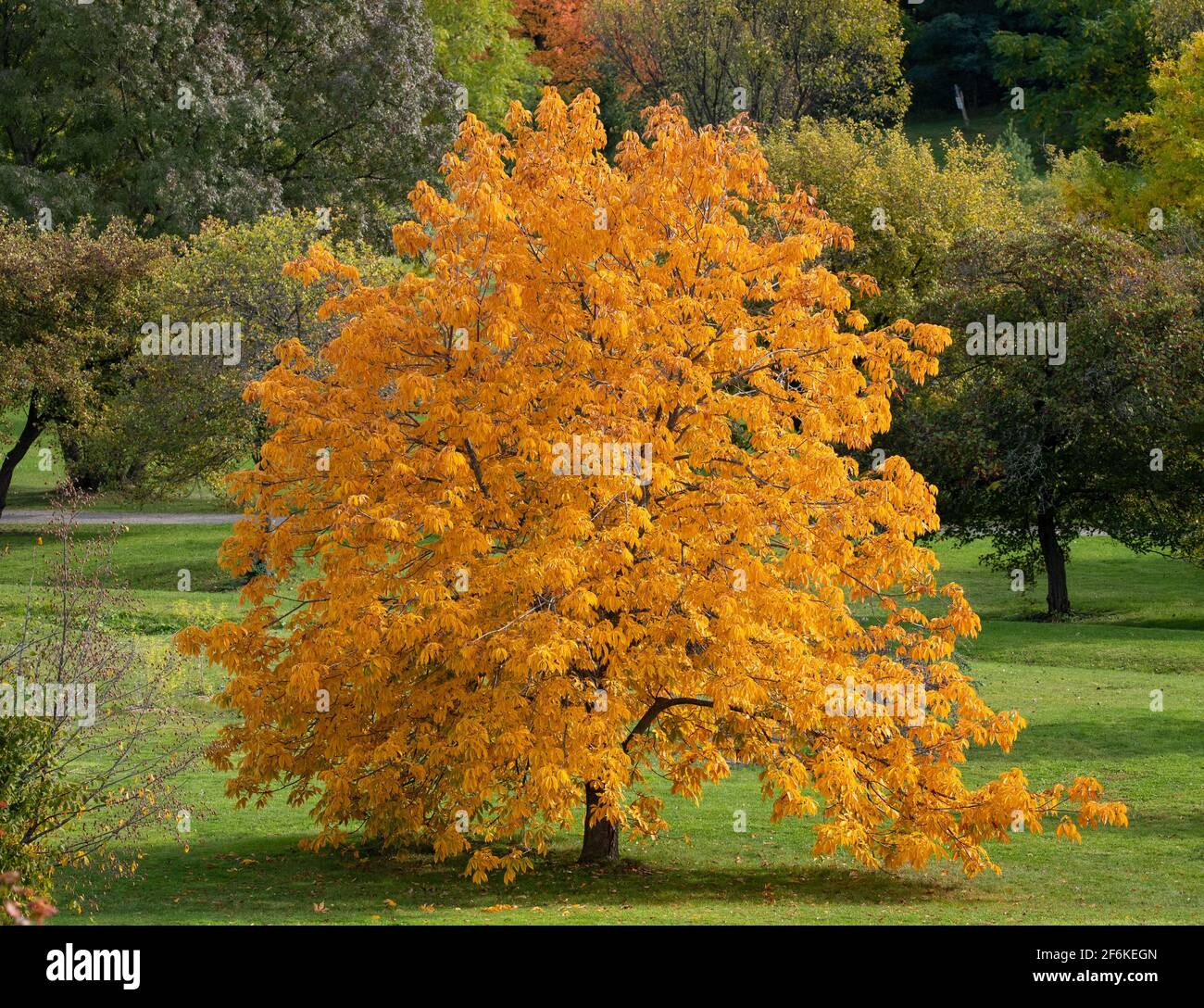 Beautiful tree with orange leaves in autumn Stock Photo - Alamy