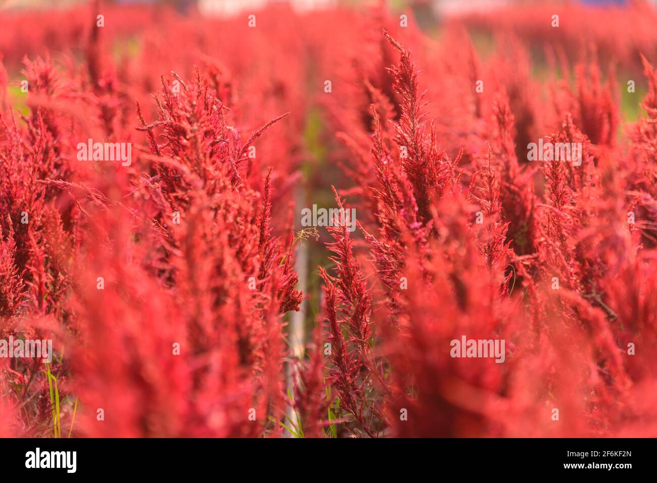 Celosia cristata field hi-res stock photography and images - Alamy