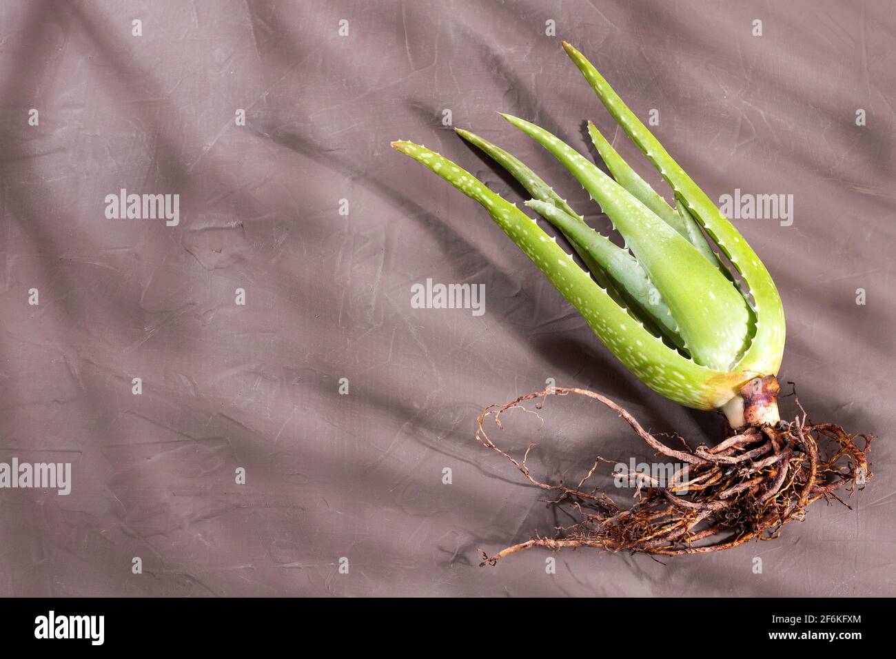 Aloe vera - Aloe root plant Stock Photo - Alamy
