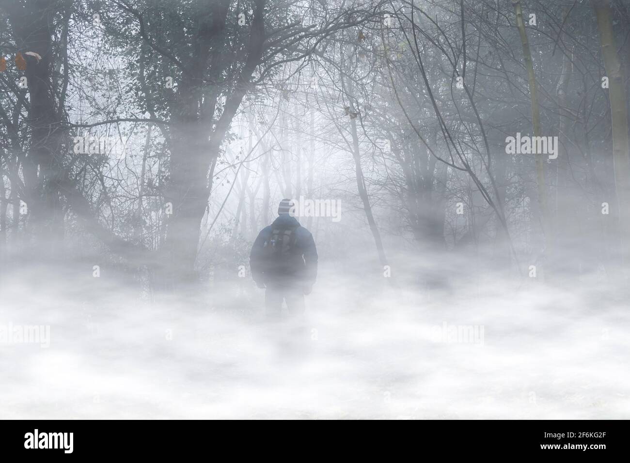 Misty Winter Dream Trees