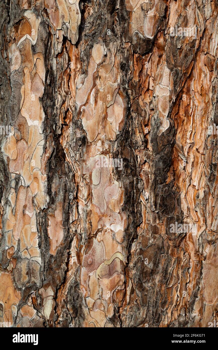 Natural wood bole trunk bark surface flat texture Stock Photo - Alamy