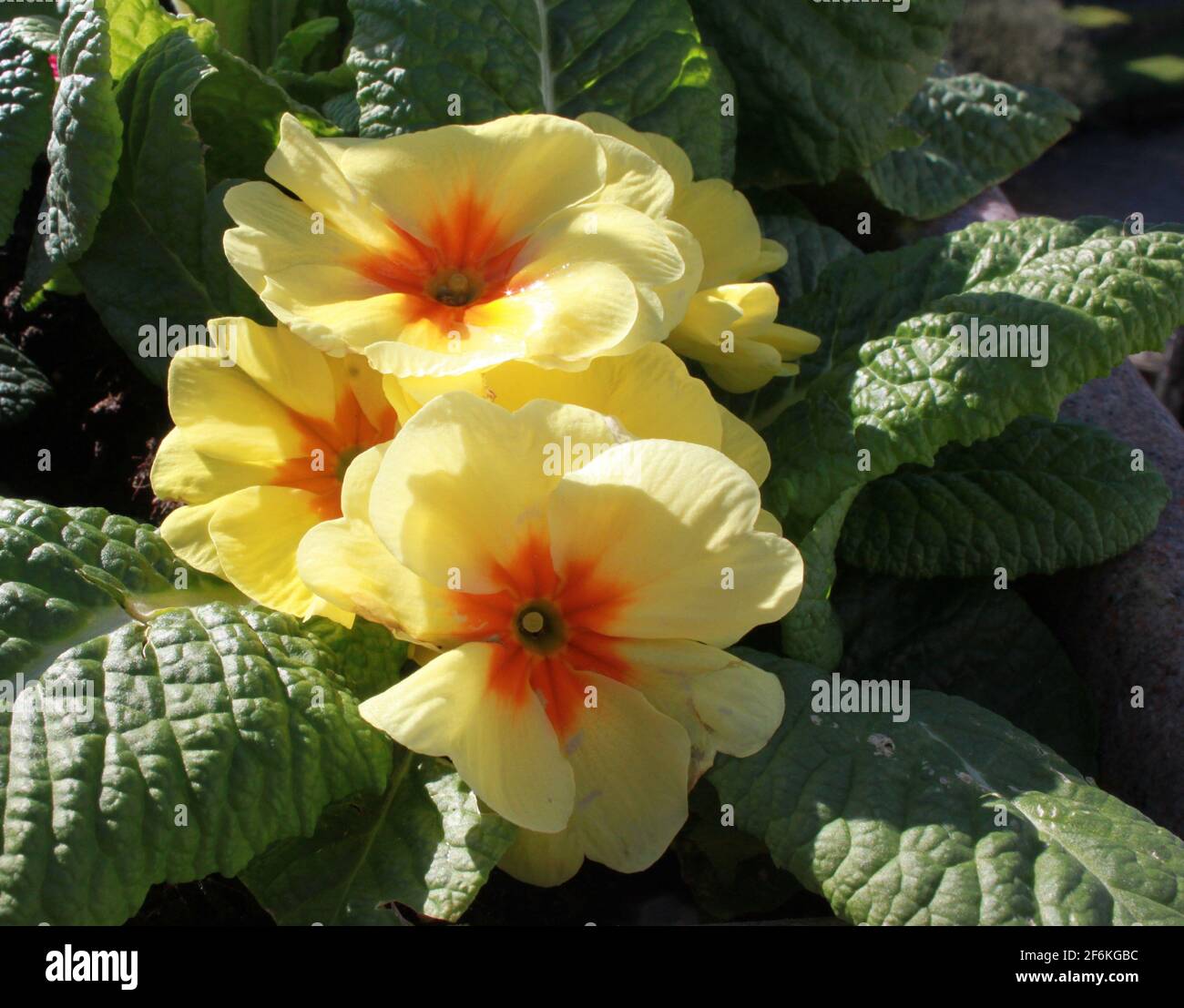Primroses basking in spring sunshine hi-res stock photography and ...