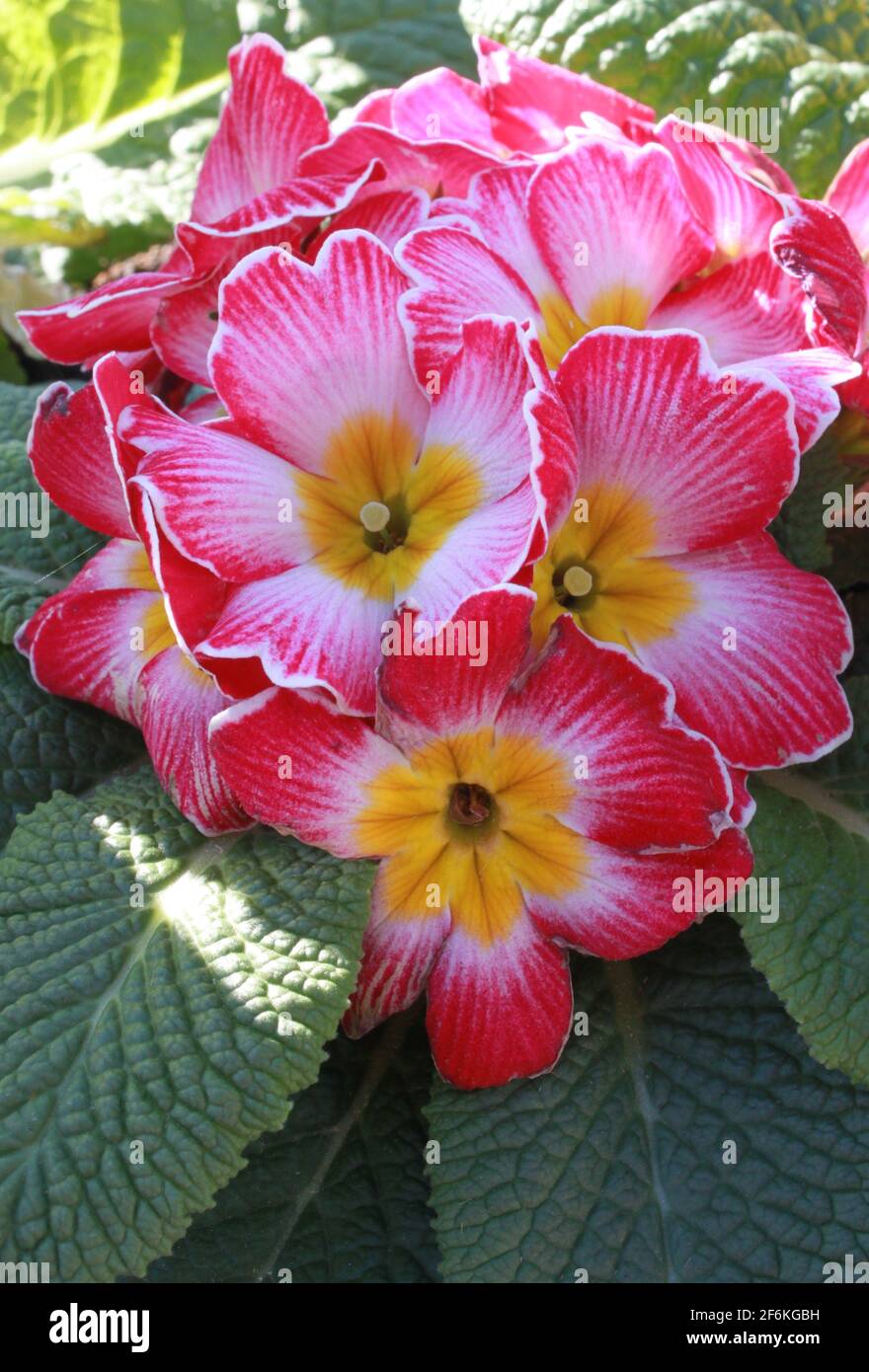 Pink primroses with white and yellow centres hi-res stock photography ...