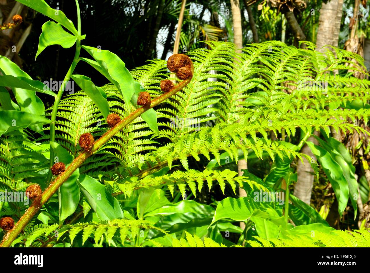 Fern garden japanese hi-res stock photography and images - Alamy