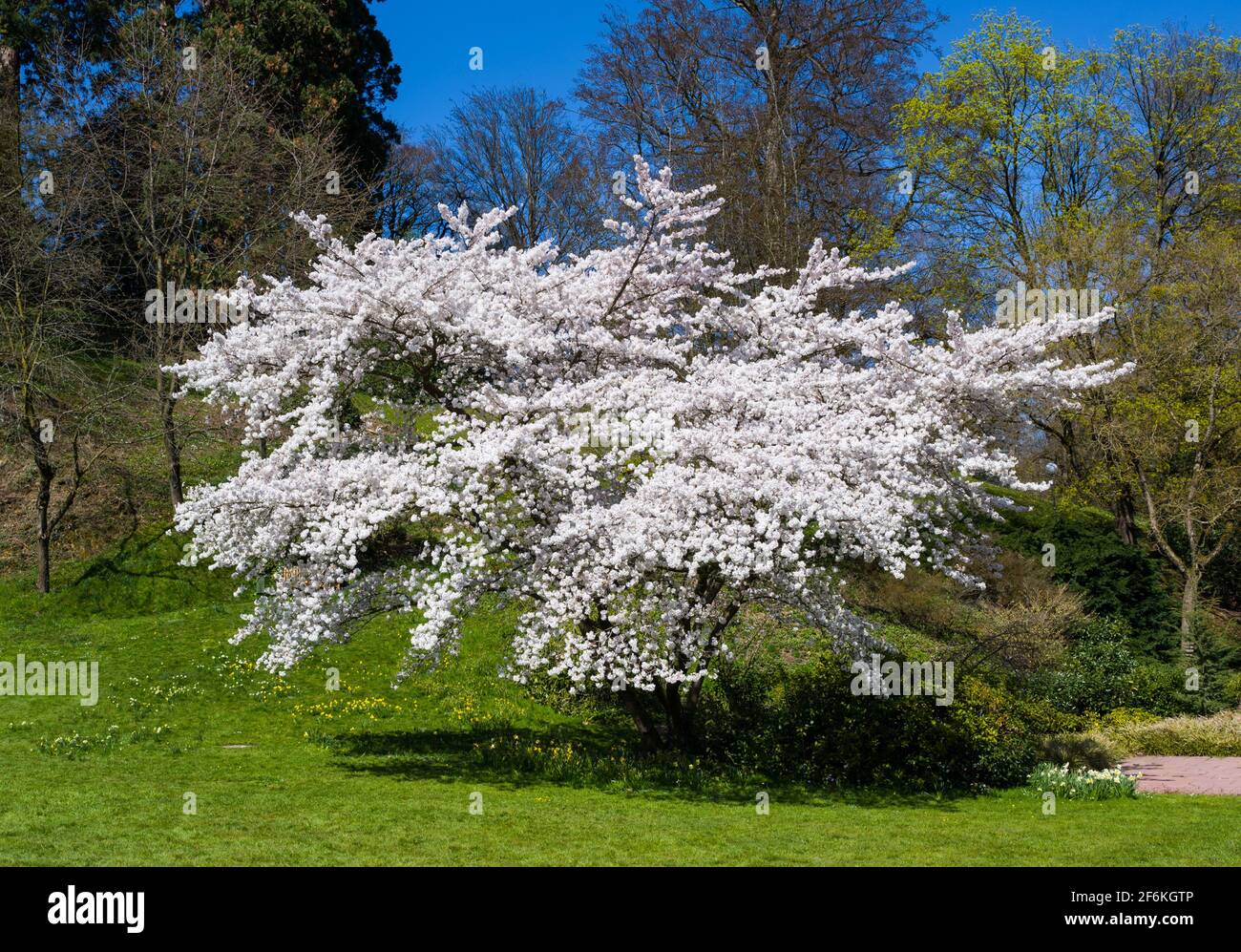 A beautiful cherry tree in the spa garden of Baden Baden. Baden ...