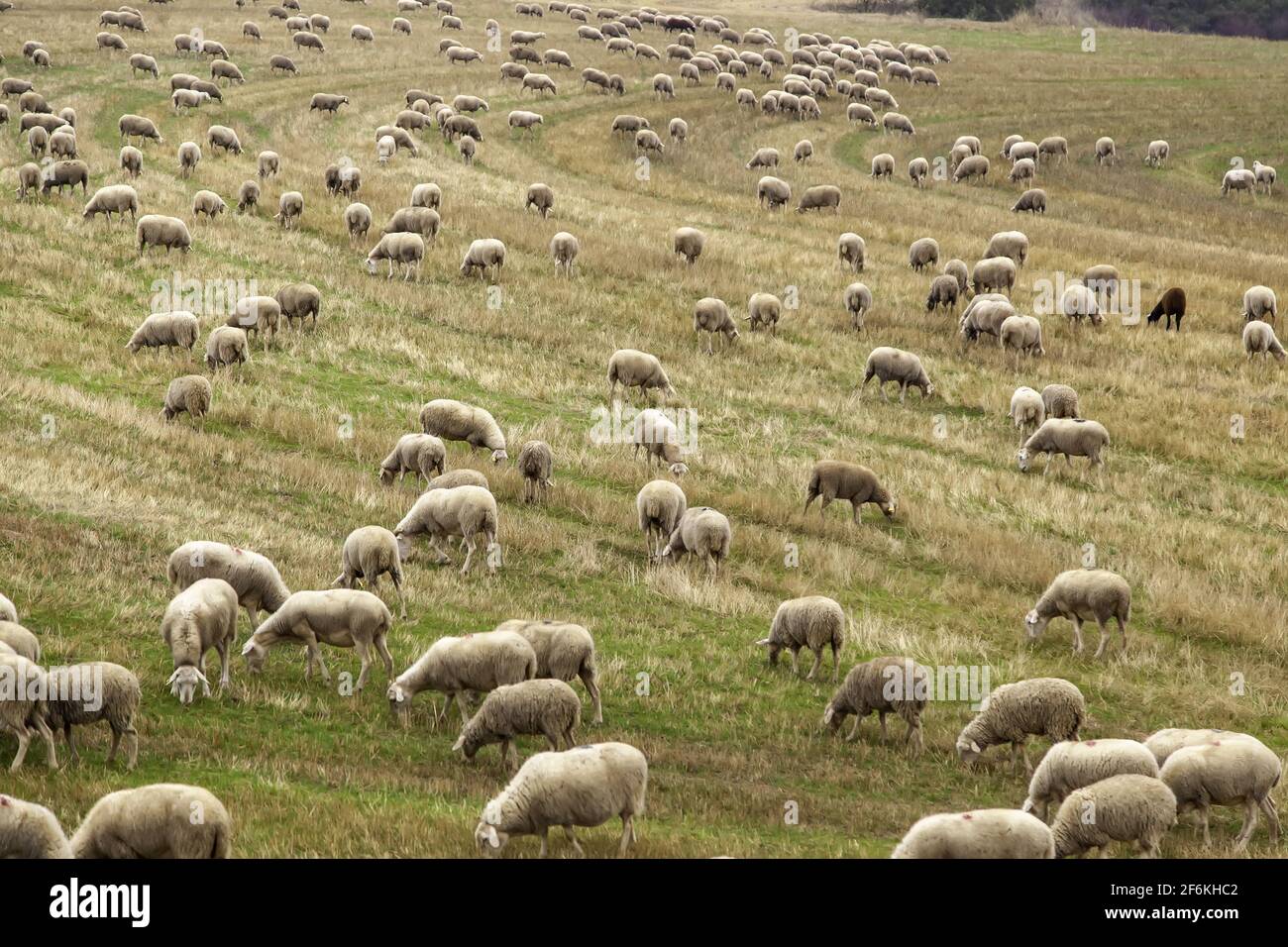 Flock of sheep in field, free farm animals, rancher Stock Photo - Alamy