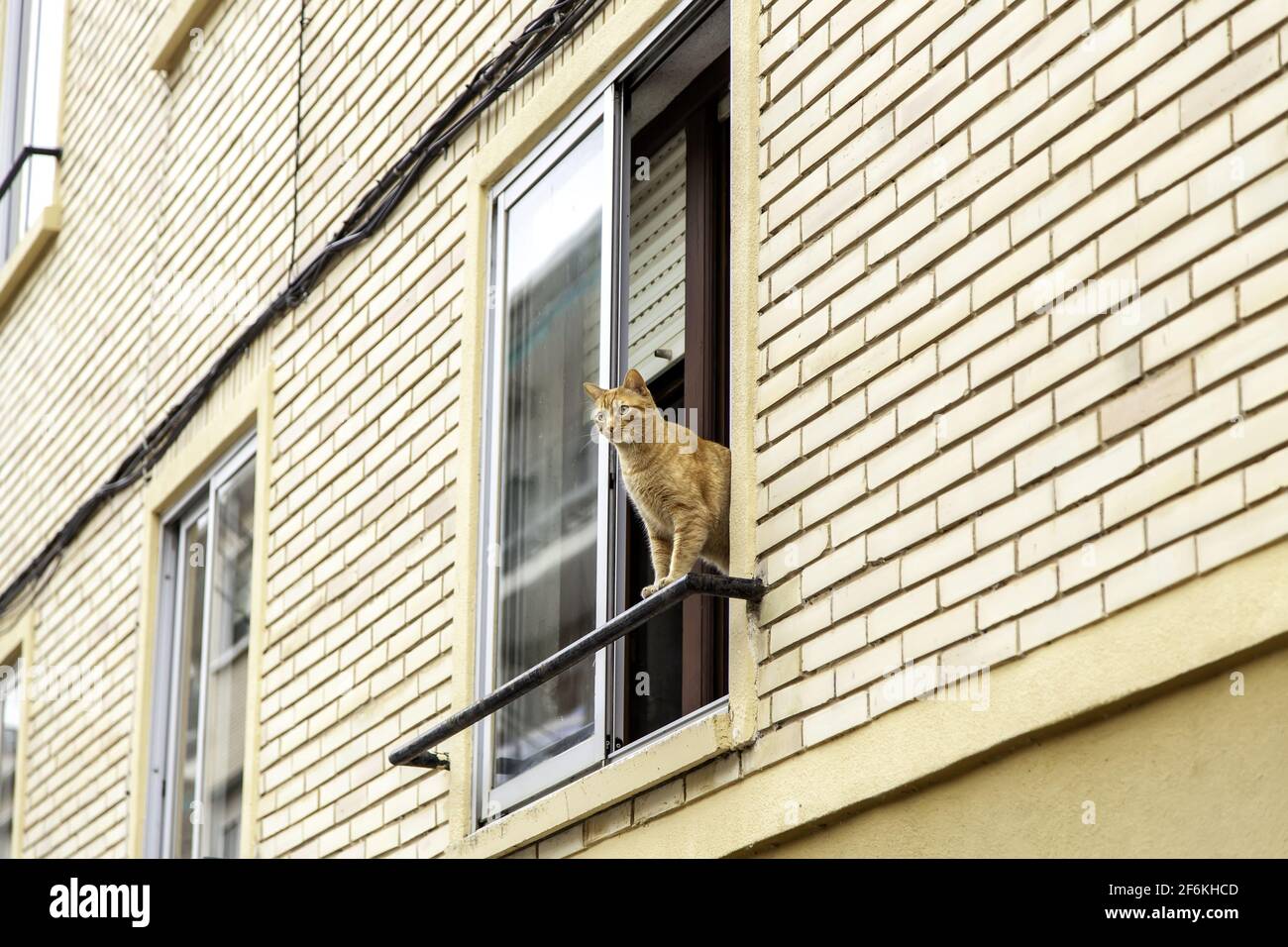 Cat leaning on balcony playing, domestic animals, pets Stock Photo - Alamy