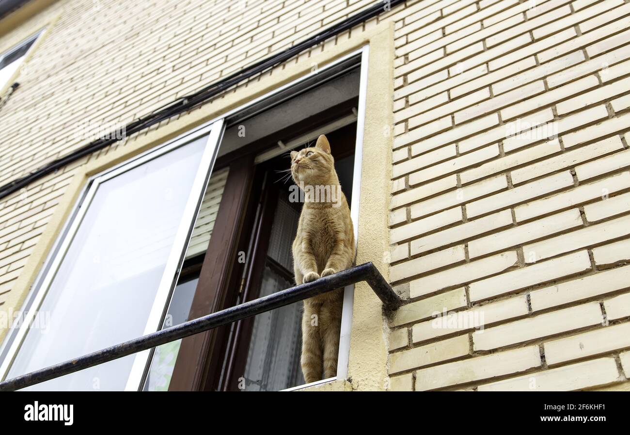 Cat leaning on balcony playing, domestic animals, pets Stock Photo - Alamy