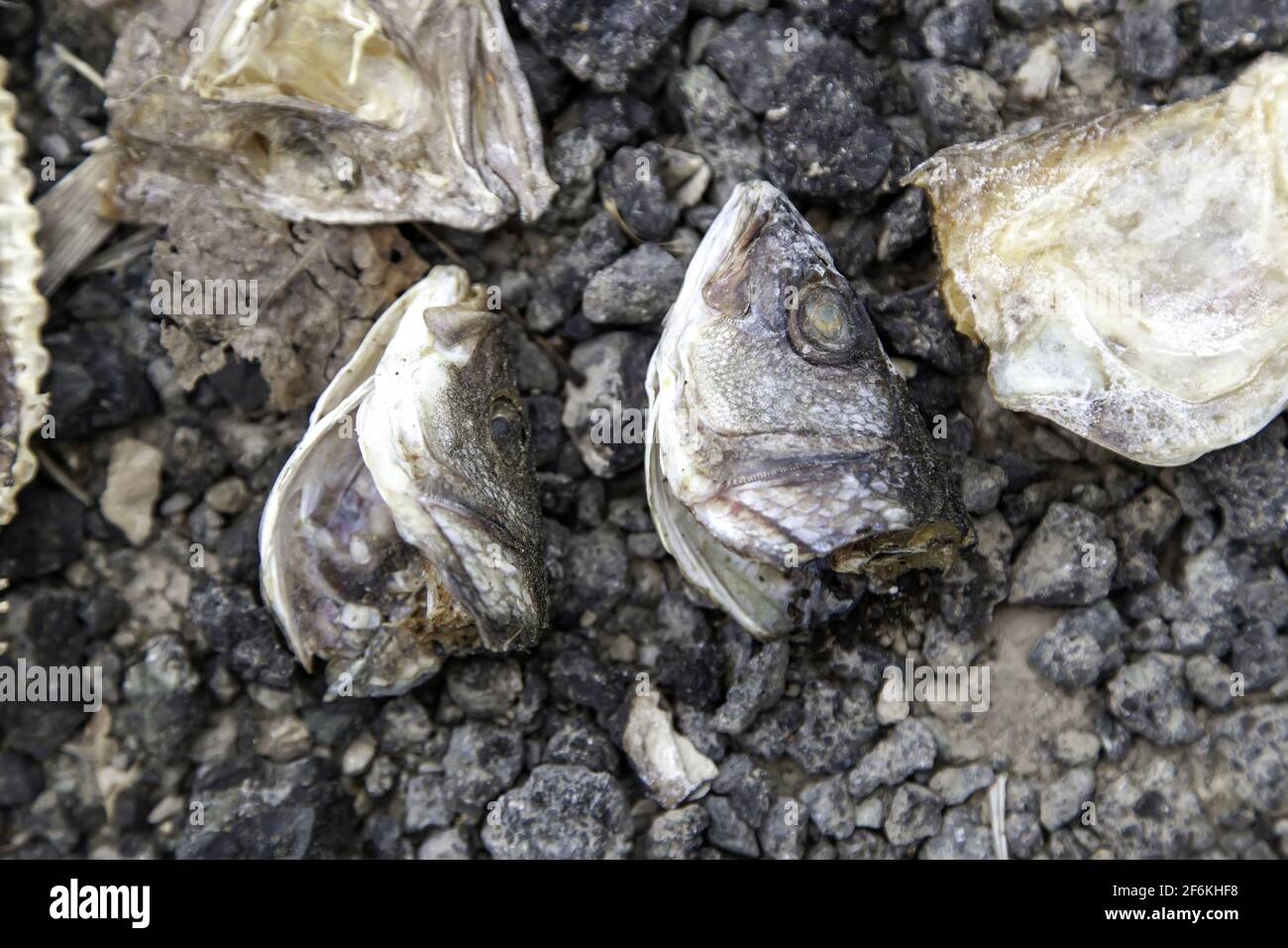 Animal waste hi-res stock photography and images - Alamy