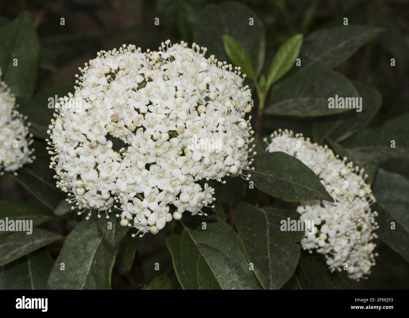 Laurustinus Leaves High Resolution Stock Photography and Images - Alamy