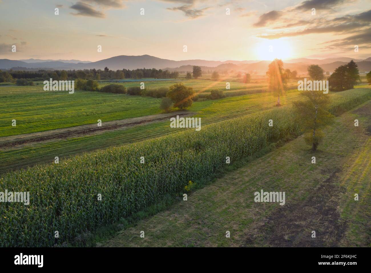 Drone view green cornfield hi-res stock photography and images - Alamy