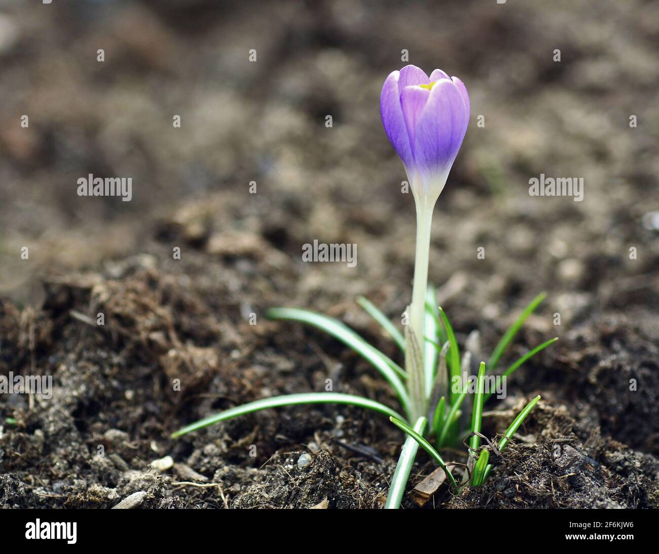 Growing spring purple giant crocus (Crocus vernus) in the soil Stock ...
