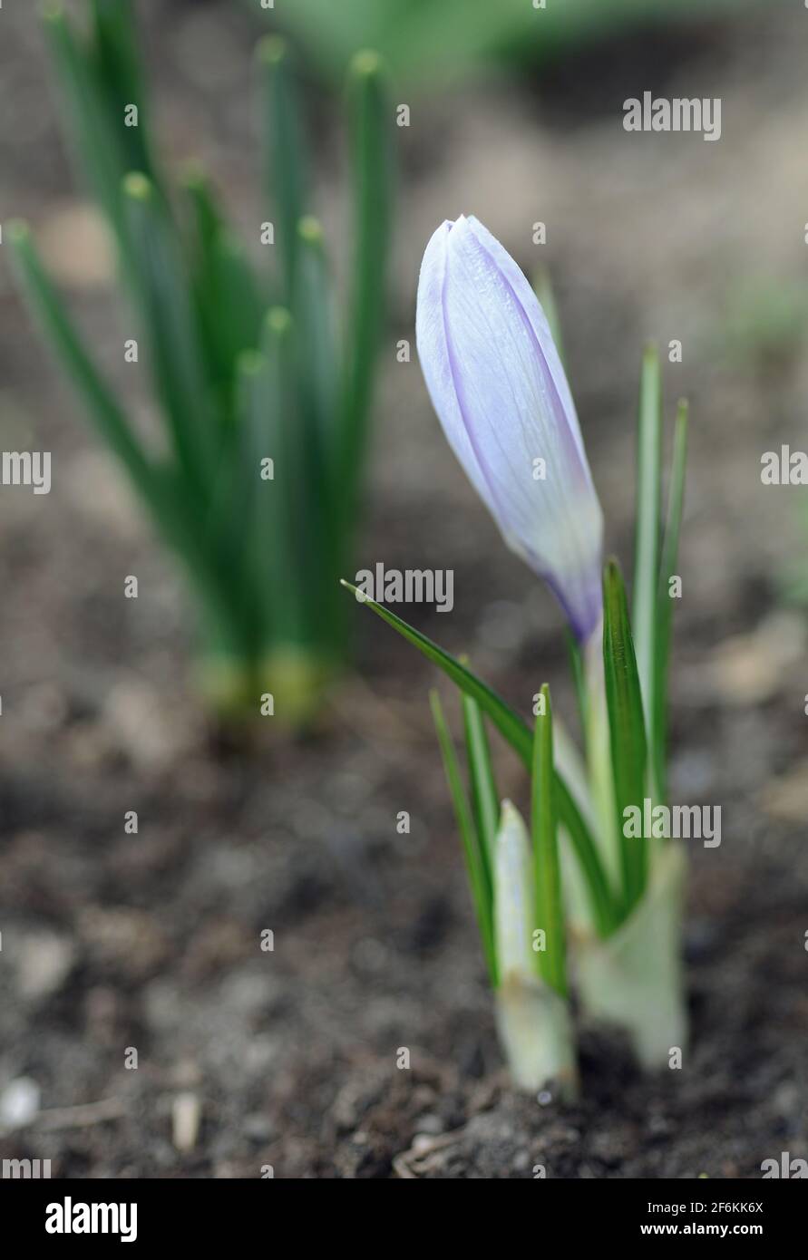 Growing spring white giant crocus (Crocus vernus) in the soil Stock ...