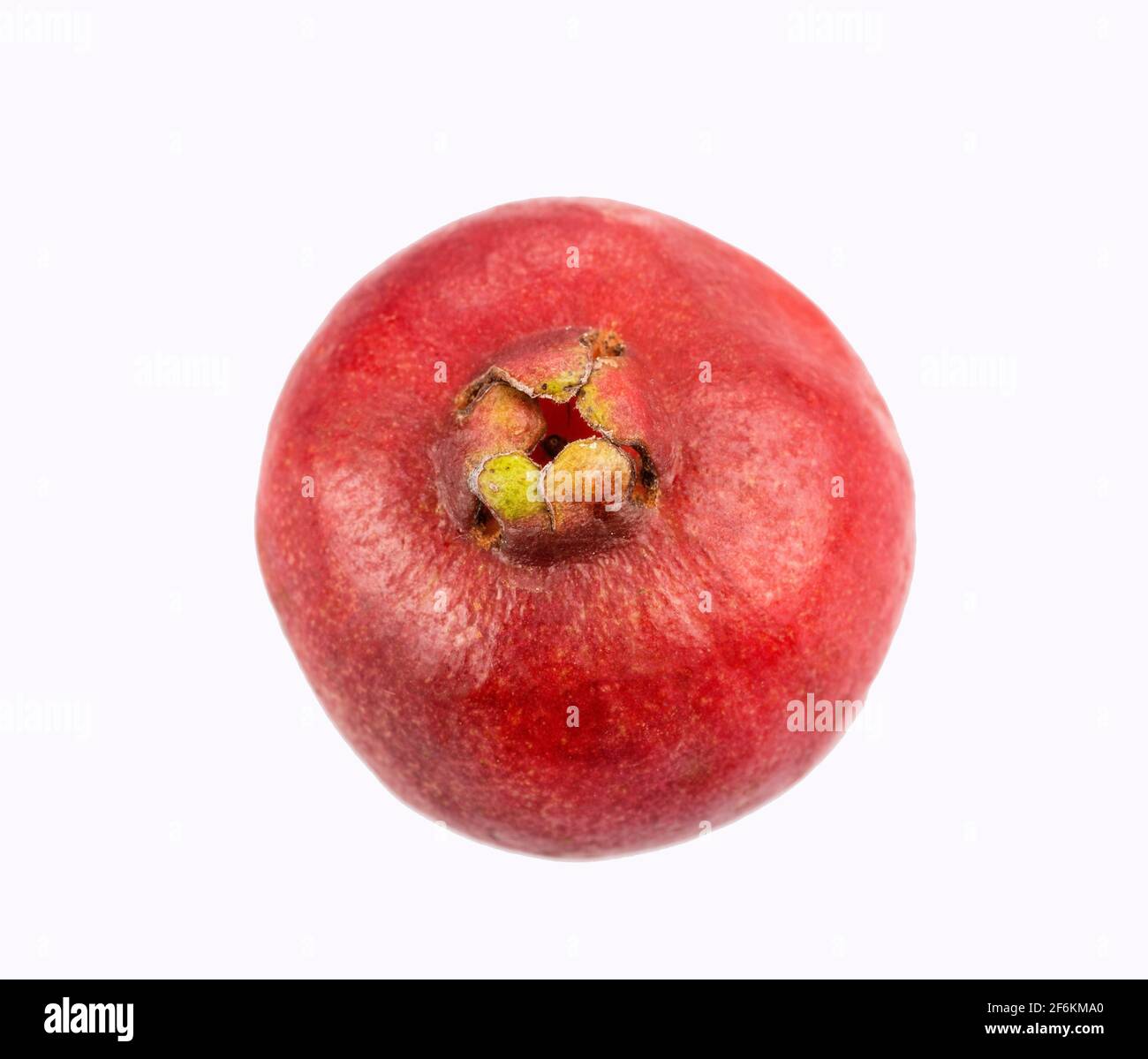 Cattley guava hi-res stock photography and images - Alamy