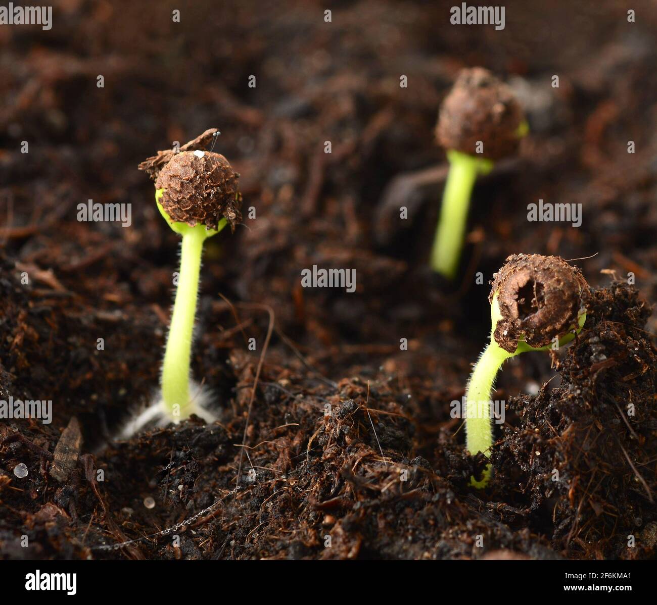 Growing seedlings hi-res stock photography and images - Alamy