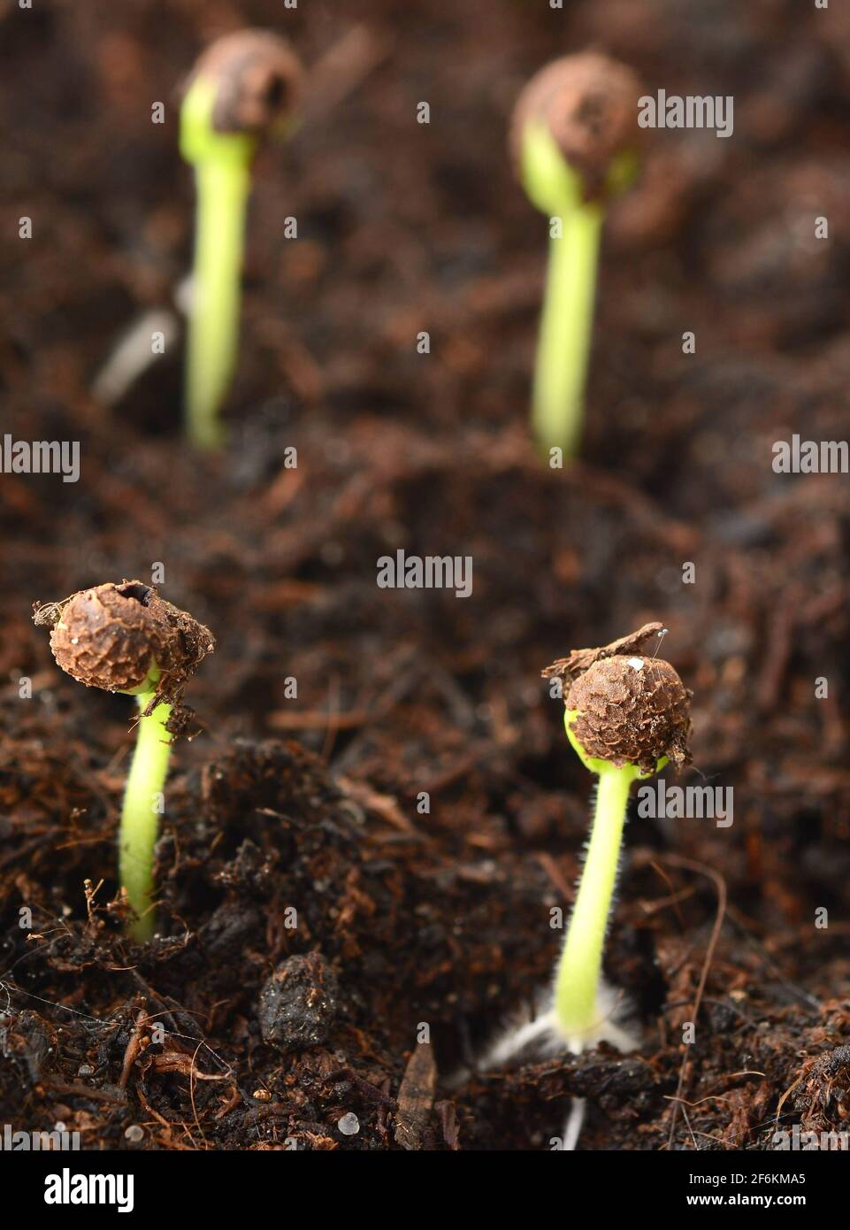 Macro shot of spring small growing seedlings from soil Stock Photo - Alamy