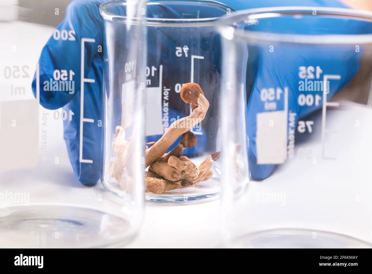 Researcher putting magic mushrooms in a laboratory glass bottle ...