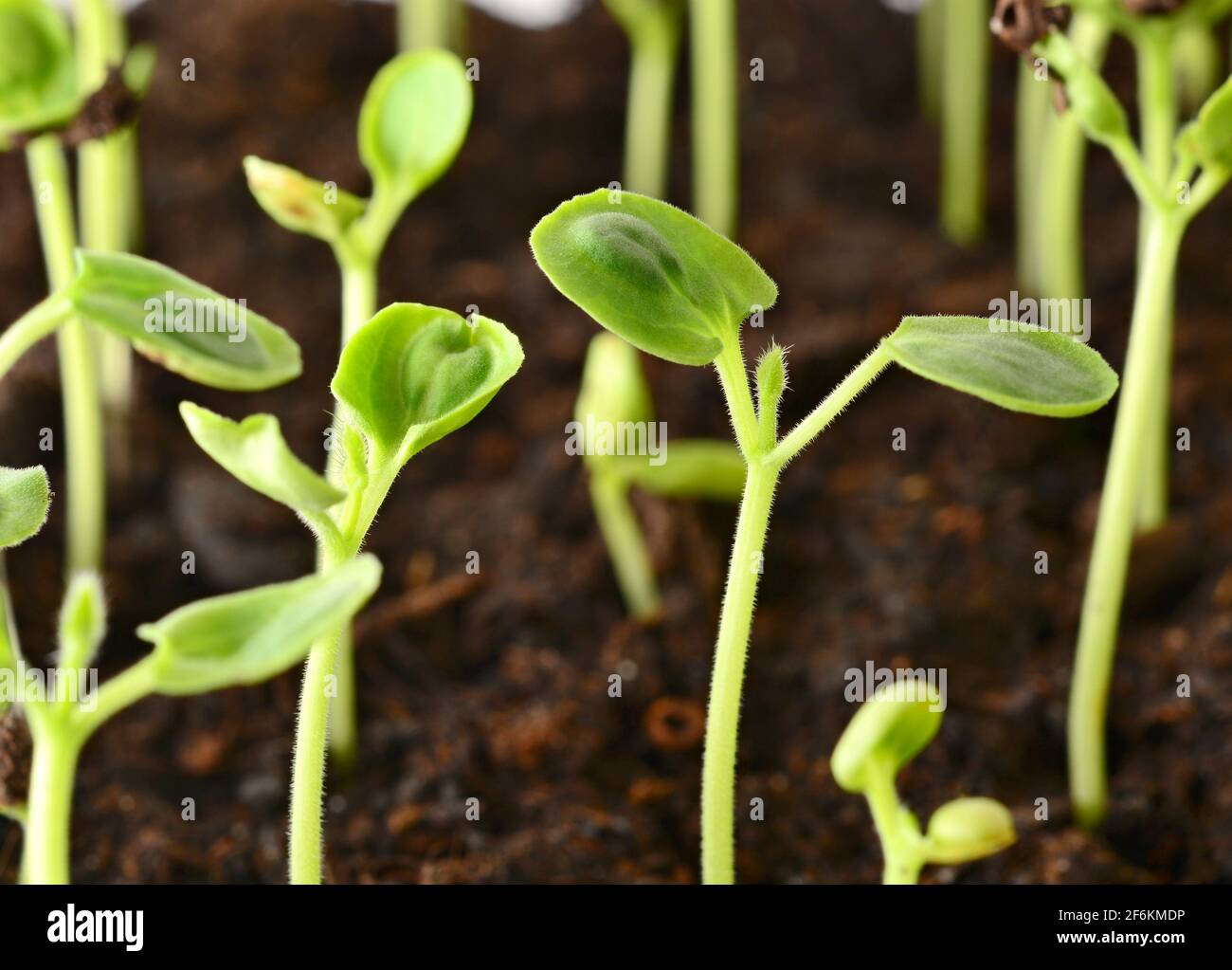 Growing seedlings hi-res stock photography and images - Alamy