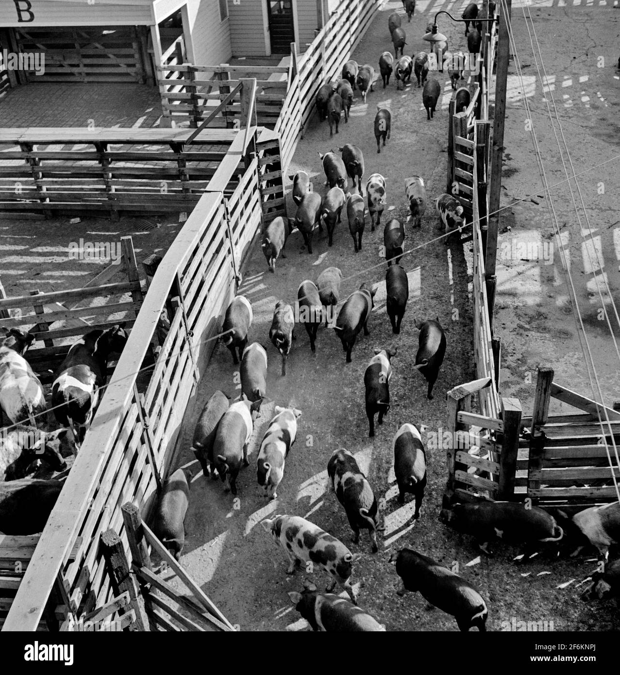 Omaha, Nebraska. Hogs being driven through a runway to the loading ...