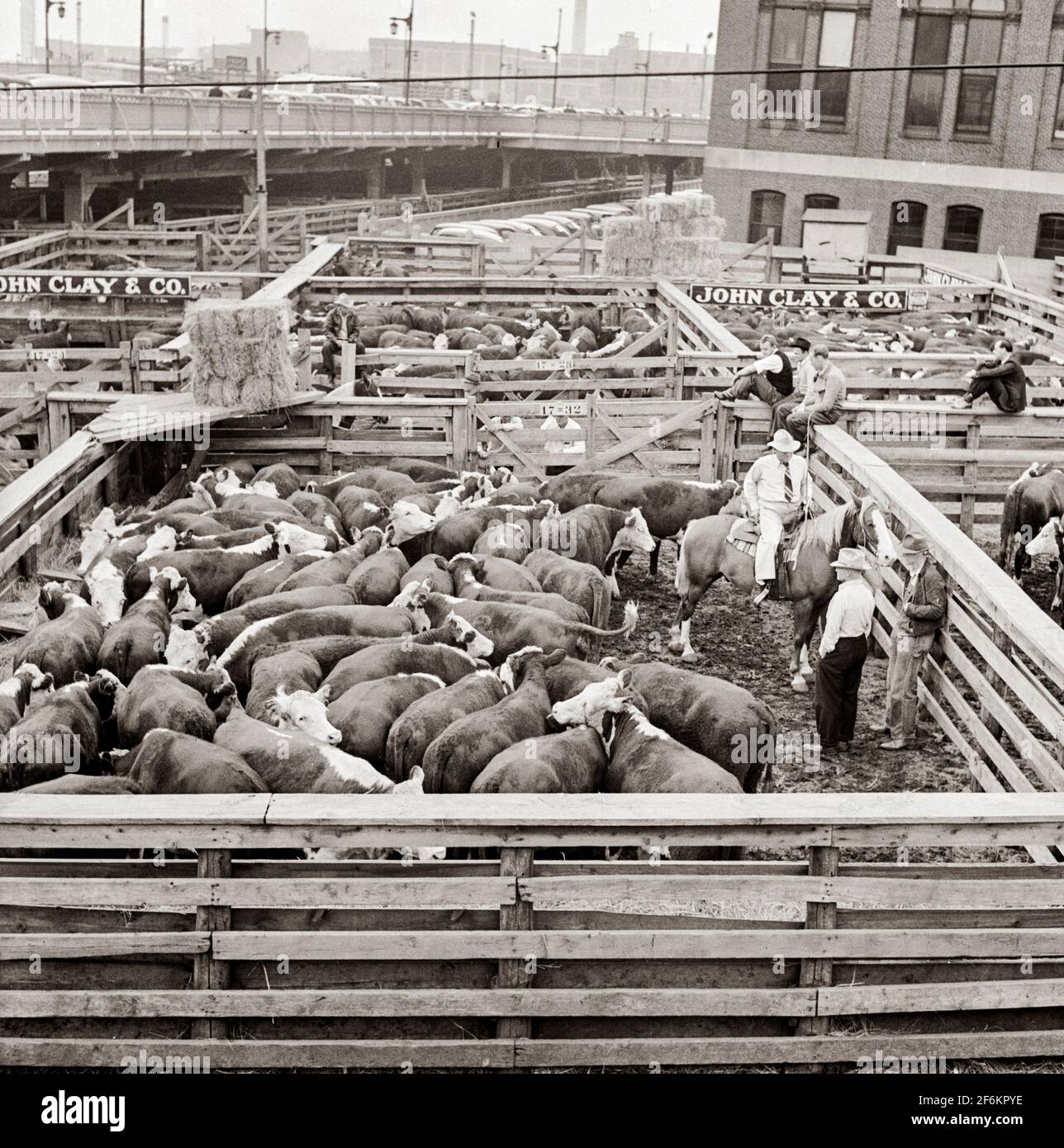 Cattle being inspected by commission men and buyers before auction sale ...