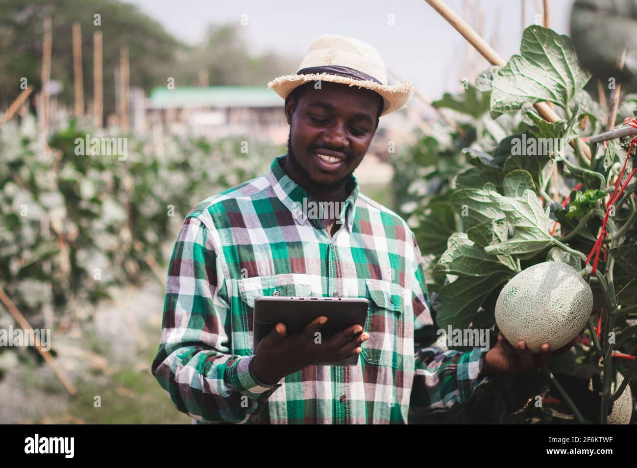 Happy african farmer standing in the organic farm with looking tablet ...