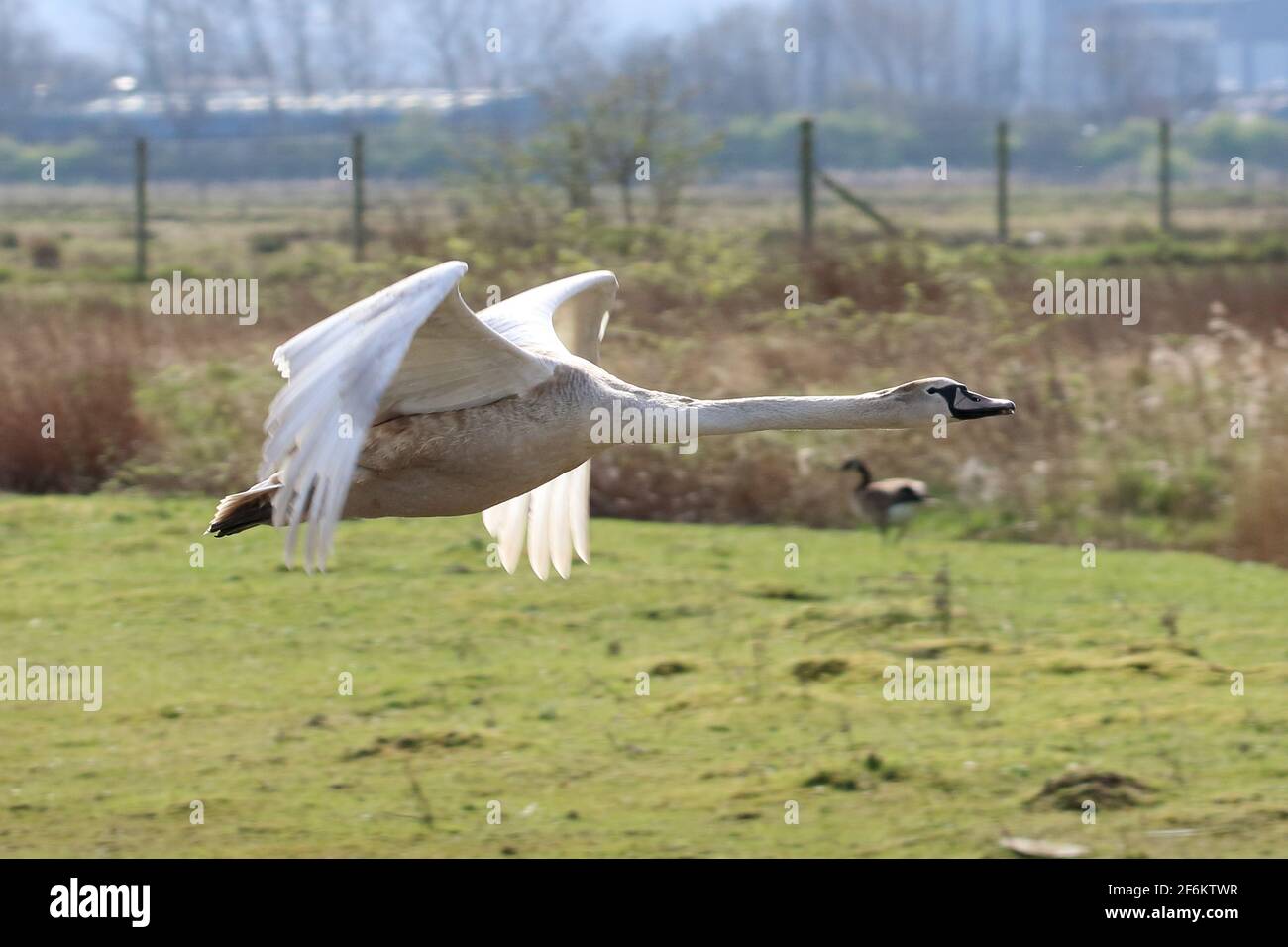 Cygnet in flight hi-res stock photography and images - Alamy