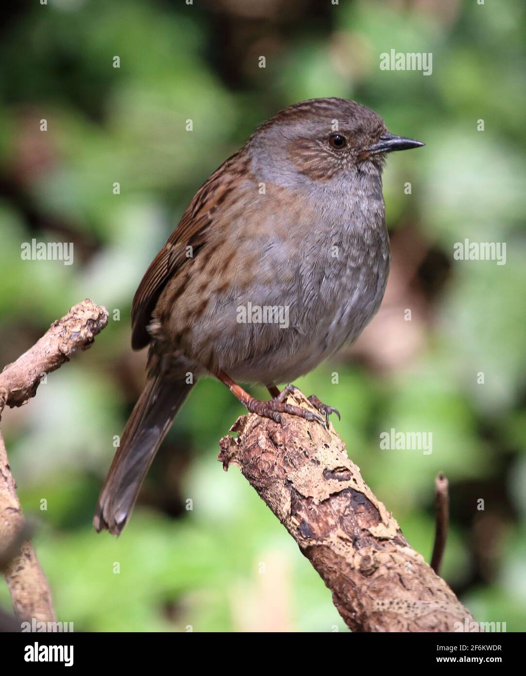 Dunnock (Prunella Modularis Stock Photo - Alamy