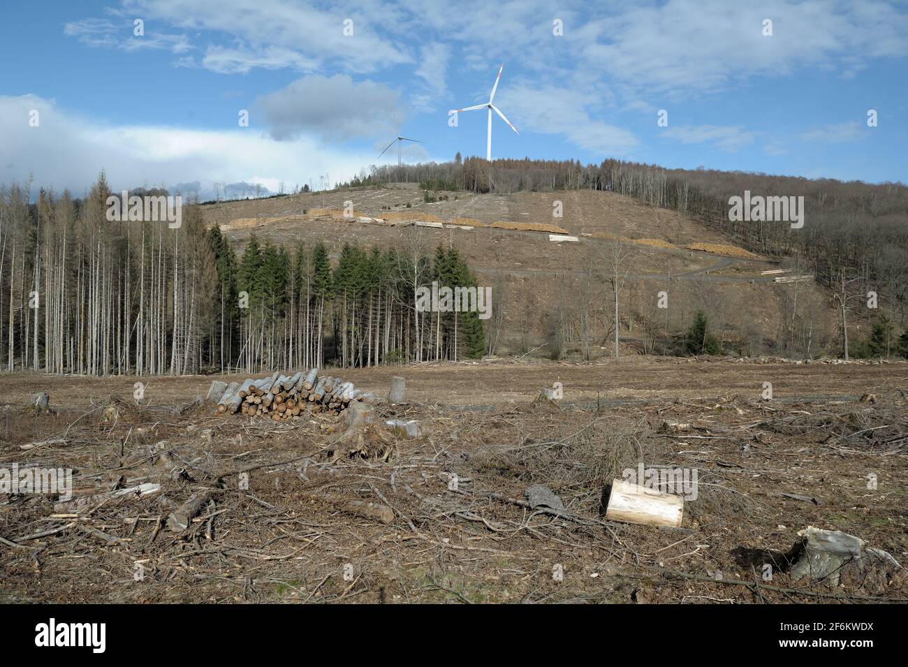 SOS - Deutscher Wald in Not; SOS - German Forest needs help Stock Photo ...