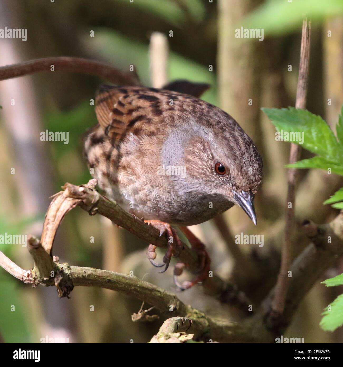 Dunnock (Prunella Modularis Stock Photo - Alamy