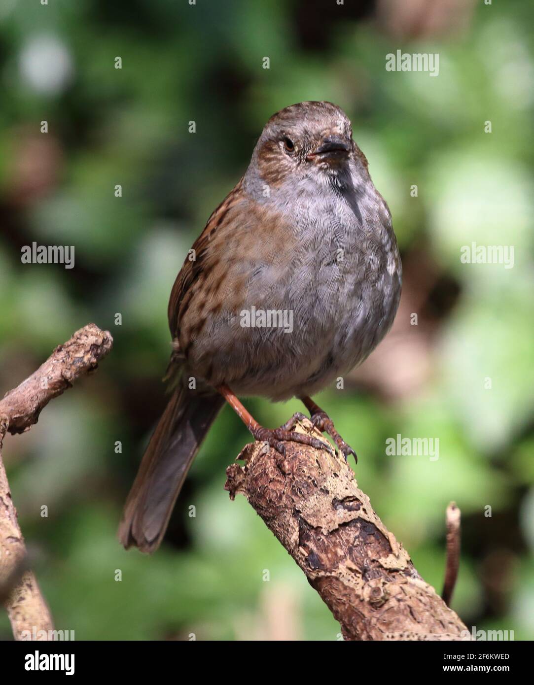 Dunnock (Prunella Modularis Stock Photo - Alamy