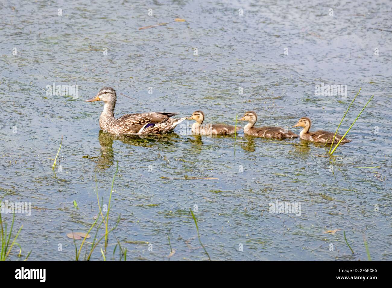 Mallard mother and ducklings swimming in a line Stock Photo - Alamy