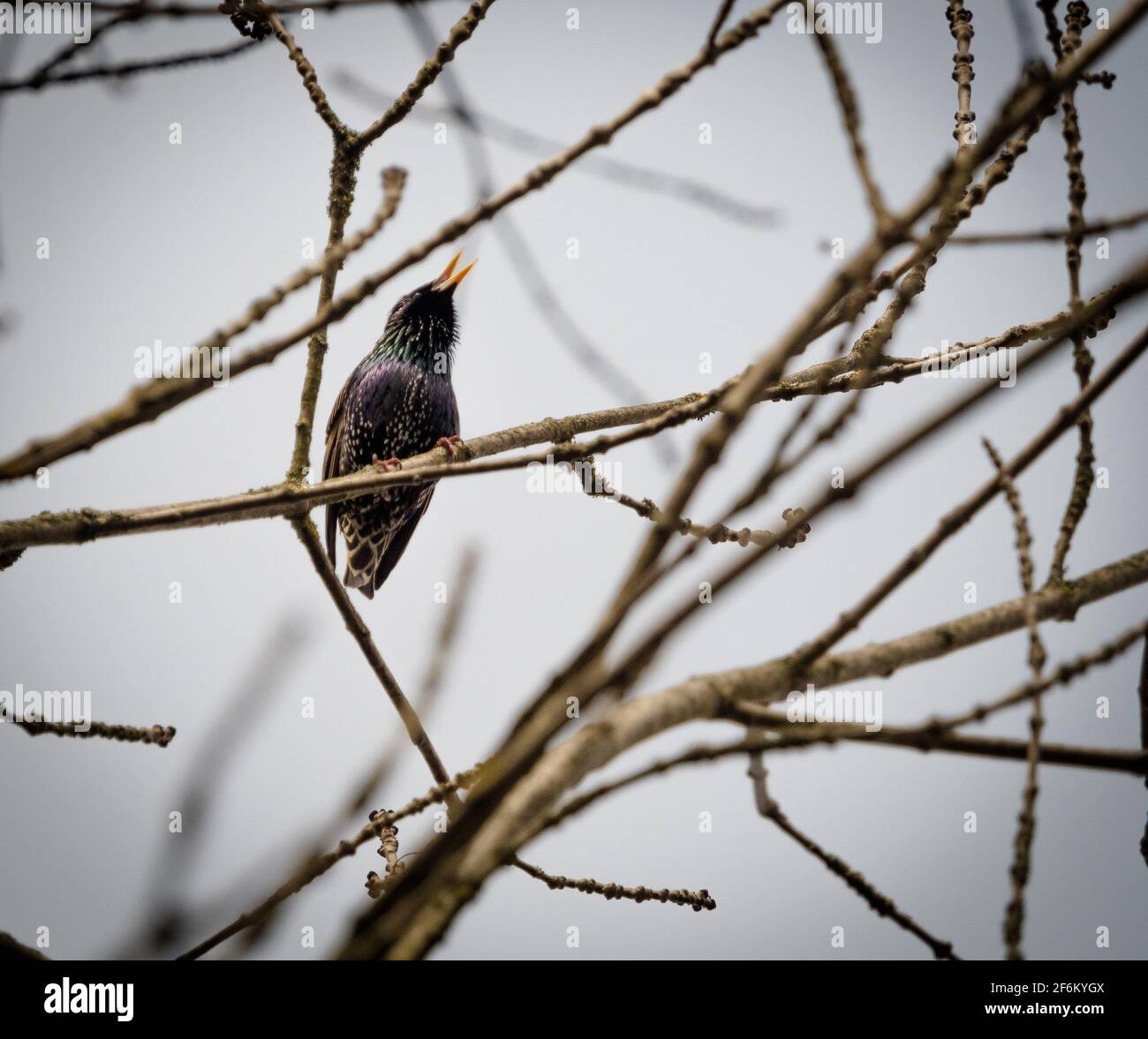 Star bird hi-res stock photography and images - Alamy