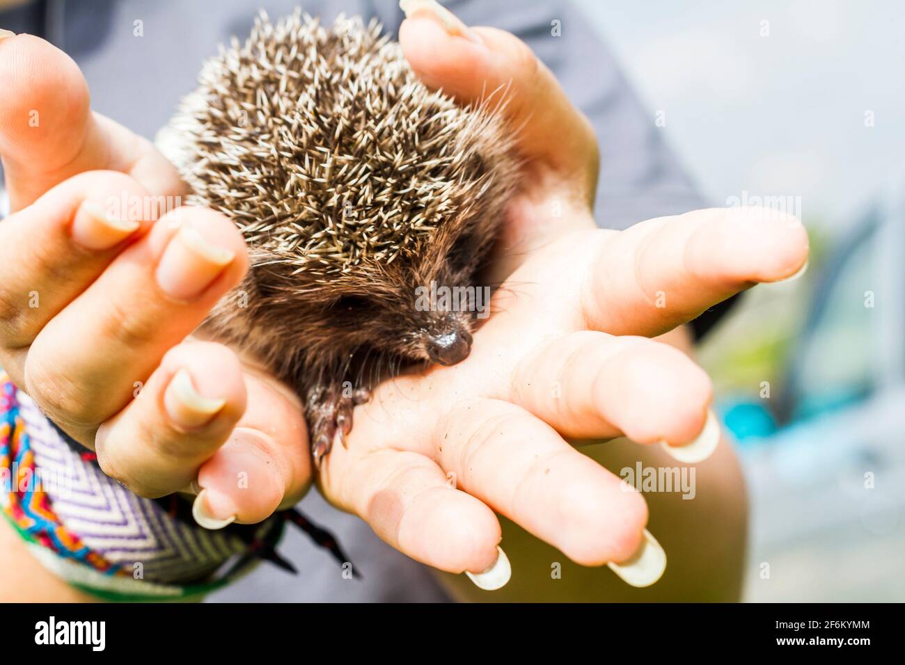 Hedgehog Human High Resolution Stock Photography and Images - Alamy