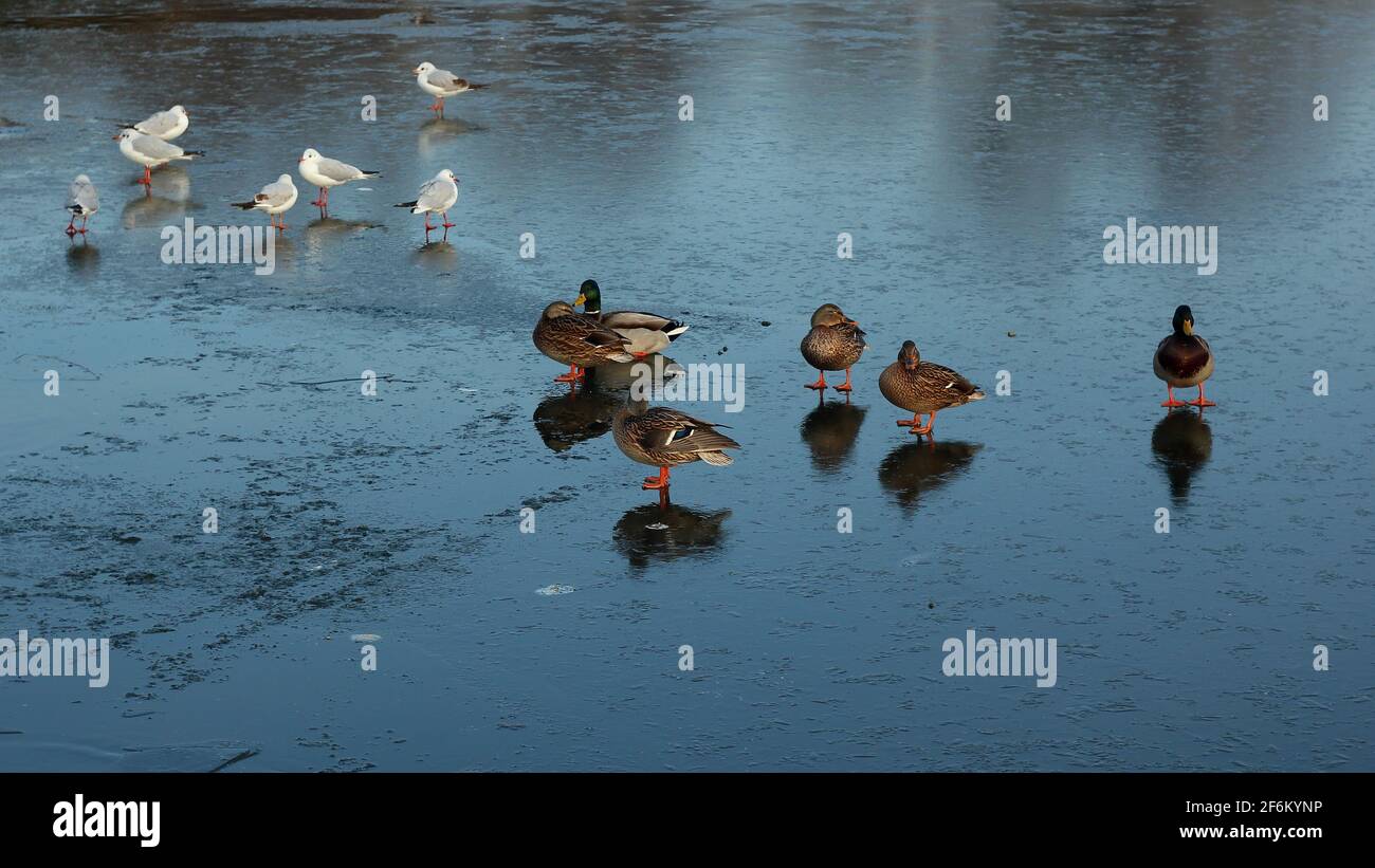 Sedentary birds hi-res stock photography and images - Alamy