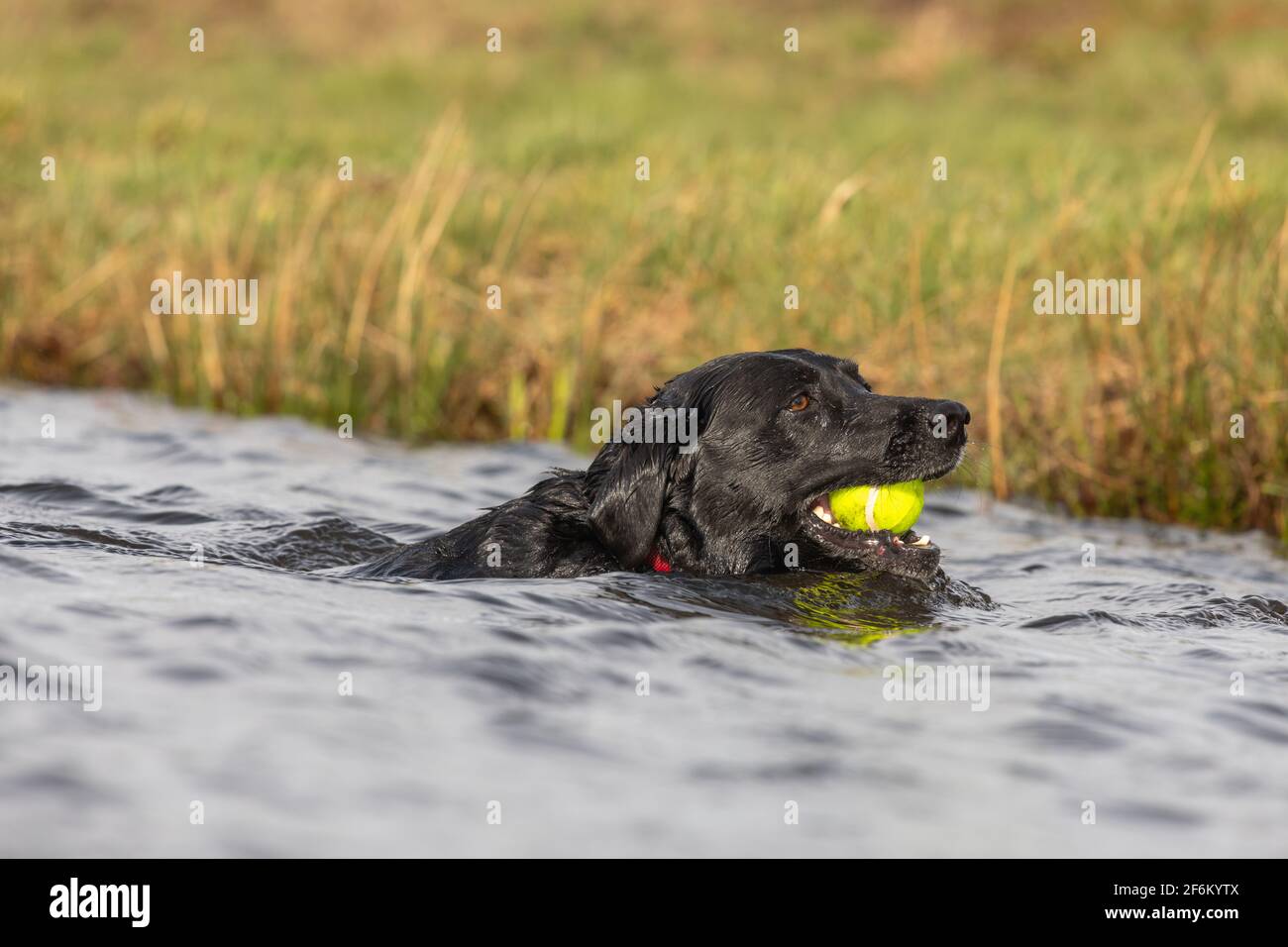 Head shot of a pedigree black Labrador swimming in the water with a ...