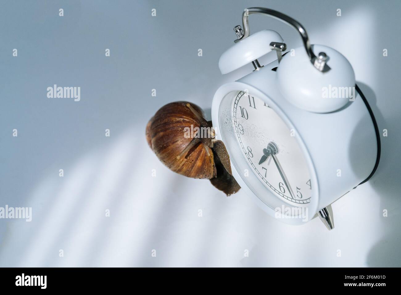White achatina snail with dark shell crawling near white alarm clock on ...