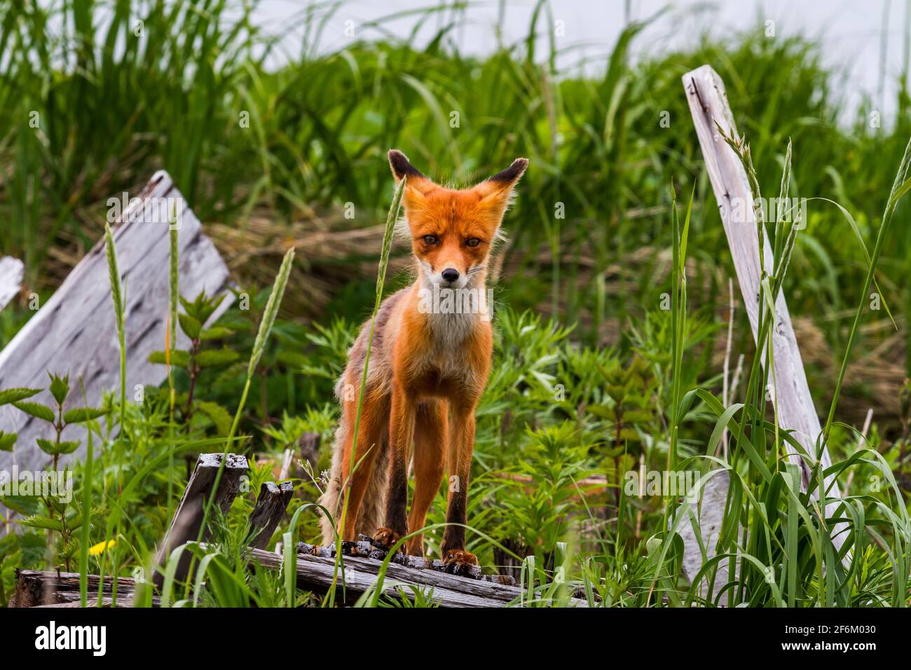 Wild Red Fox or Vulpes vulpes beringiana, Kamchatka, Russia Stock Photo ...