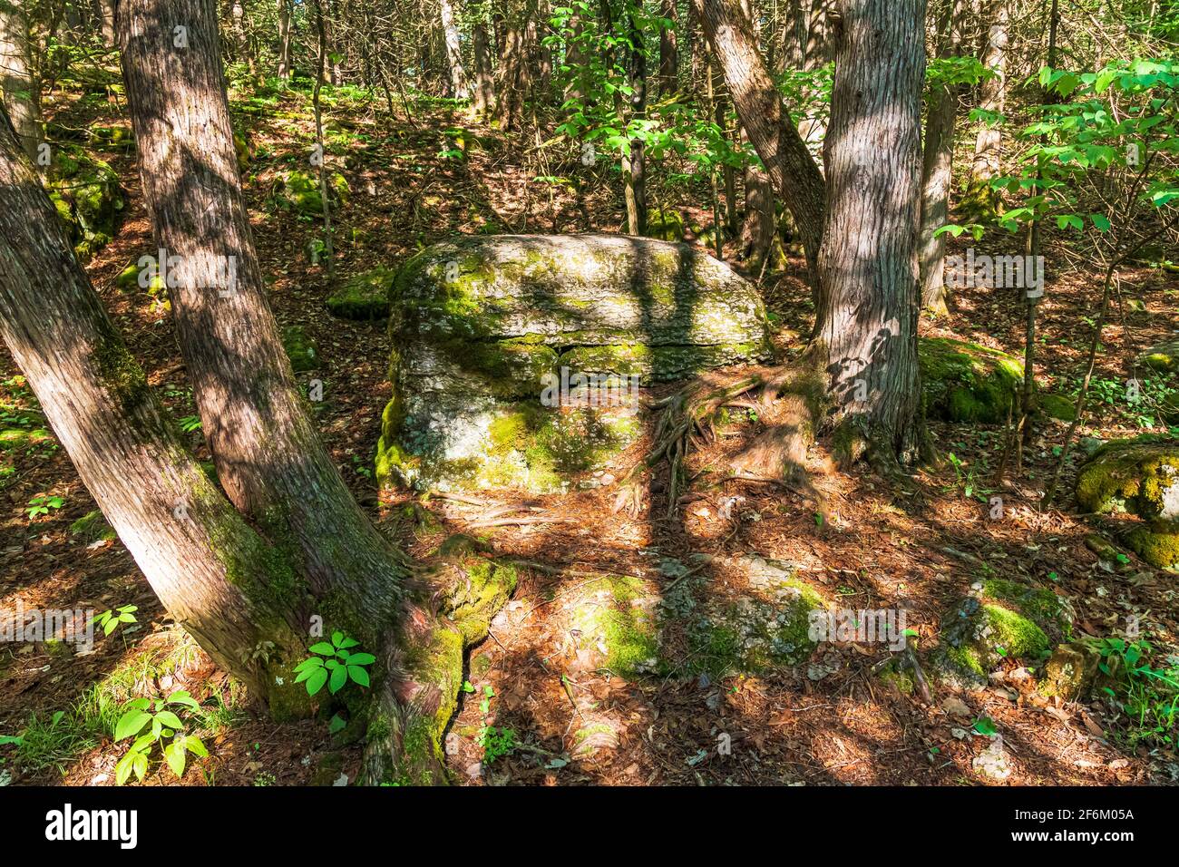 Warsaw Caves Conservation area Dwight Ontario Canada in summer Stock ...