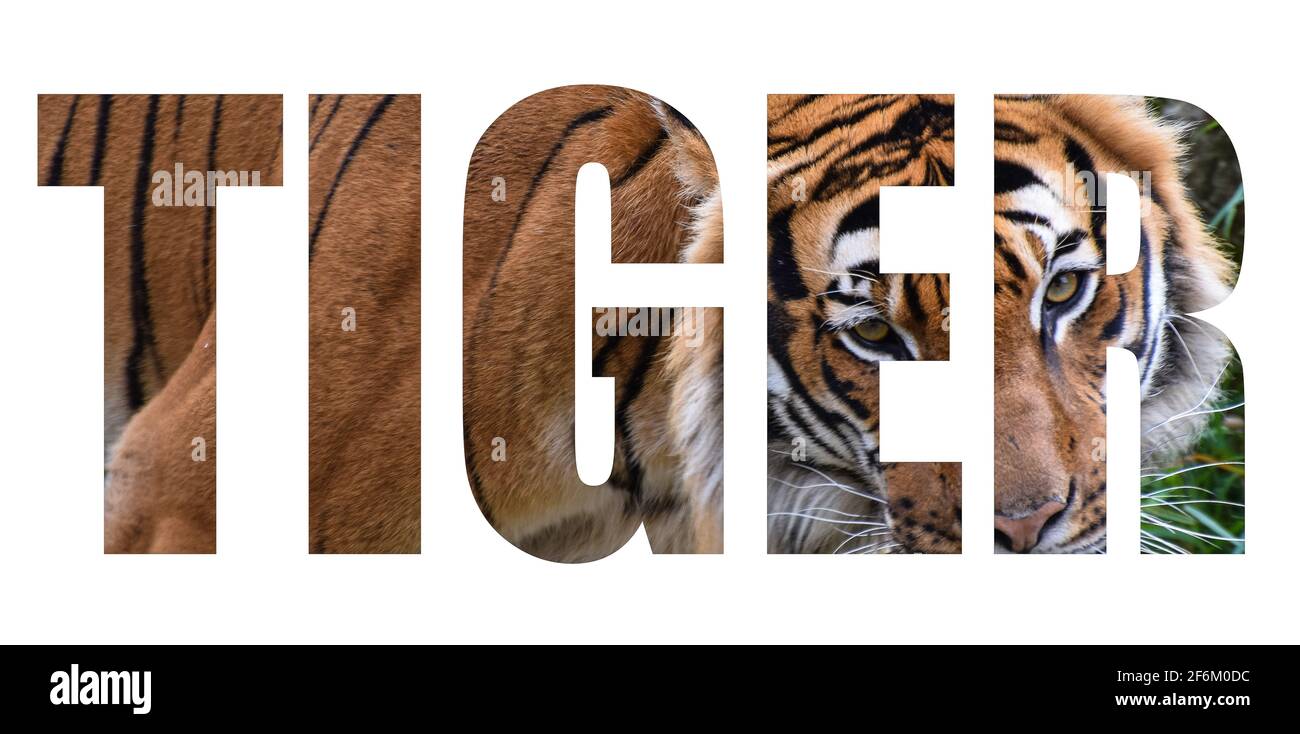 Picture of a tiger Cut Out Stock Images & Pictures - Alamy