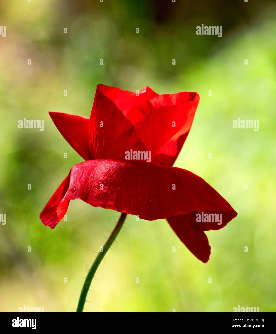 Spring greenery hi-res stock photography and images - Alamy