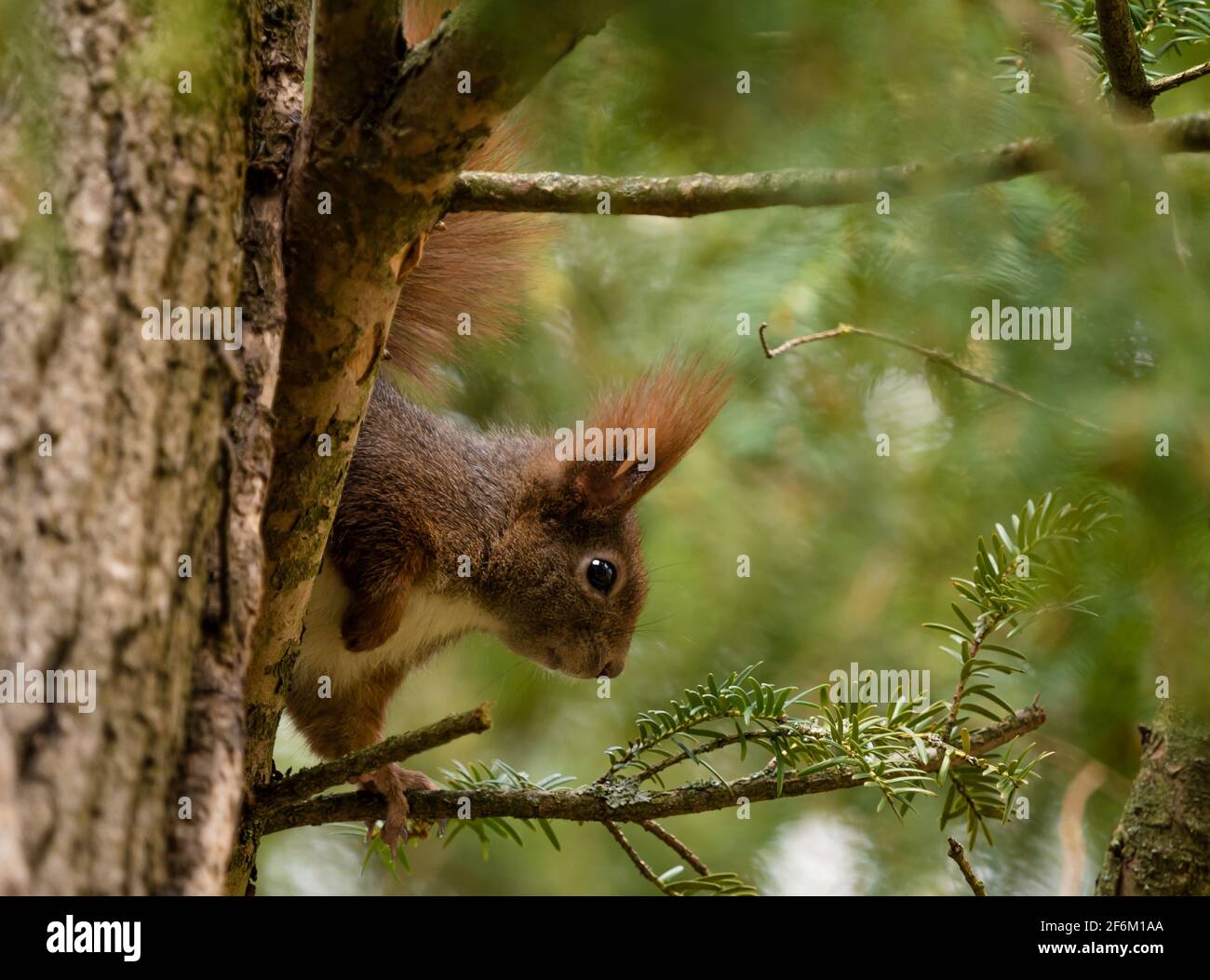 As squirrel sit on a tree and looking around the corner at spring Stock ...
