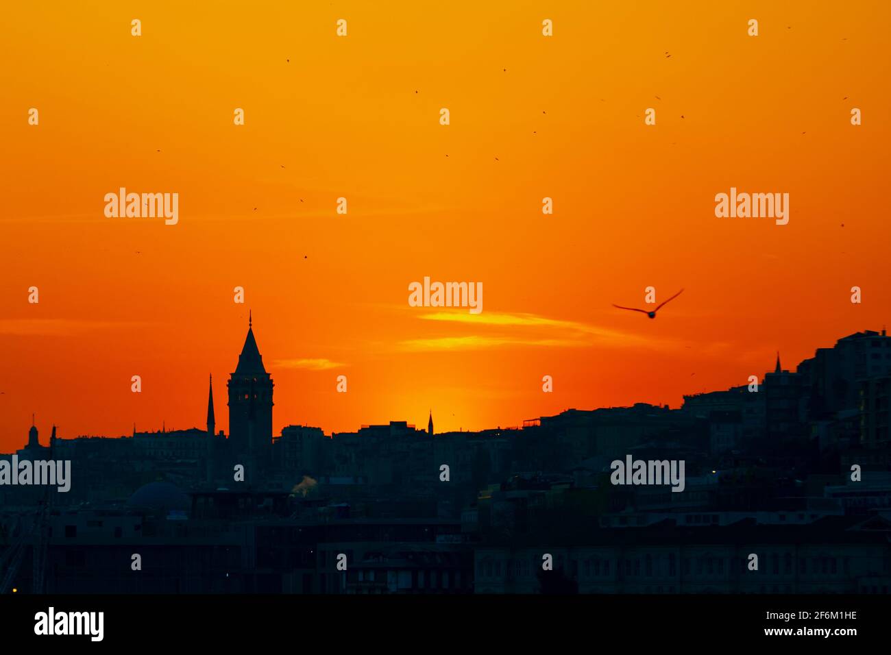 Galata Tower and Seagull at sunset. Istanbul background photo. Beauties ...