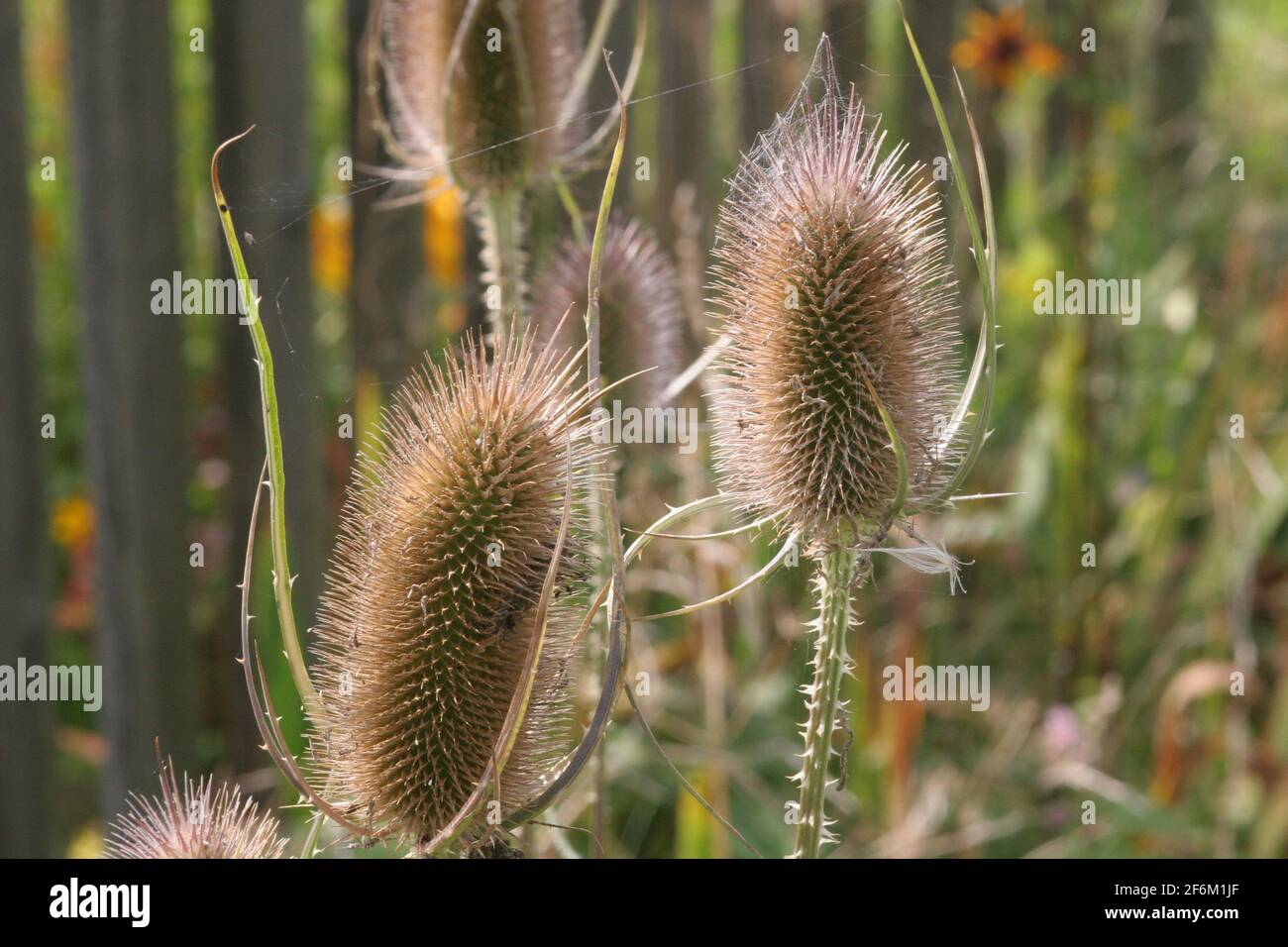Aroble hi-res stock photography and images - Alamy