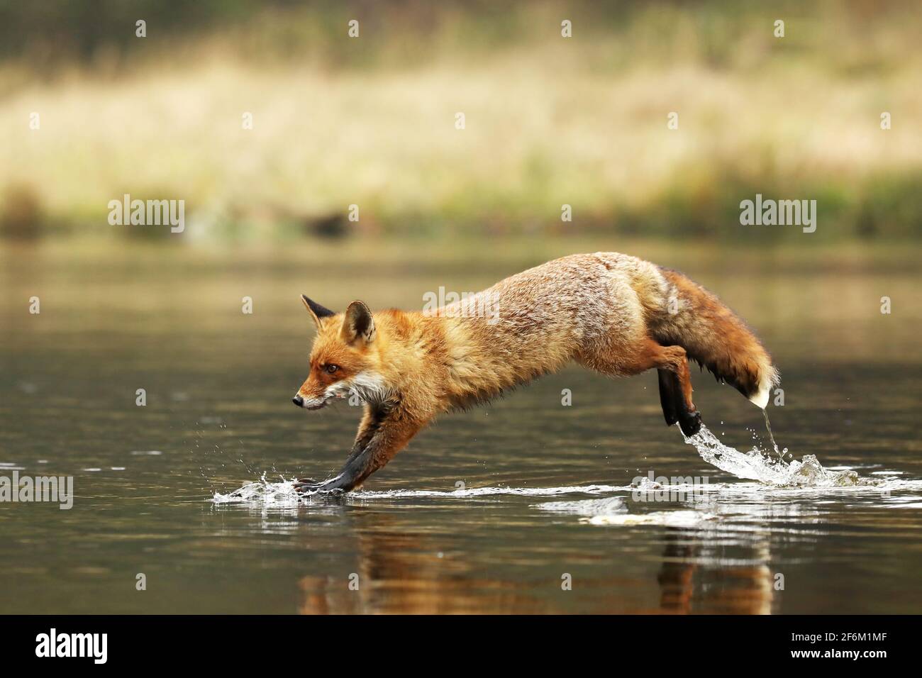 Red fox (Vulpes vulpes) catching fish in pond. Action scene in nature ...