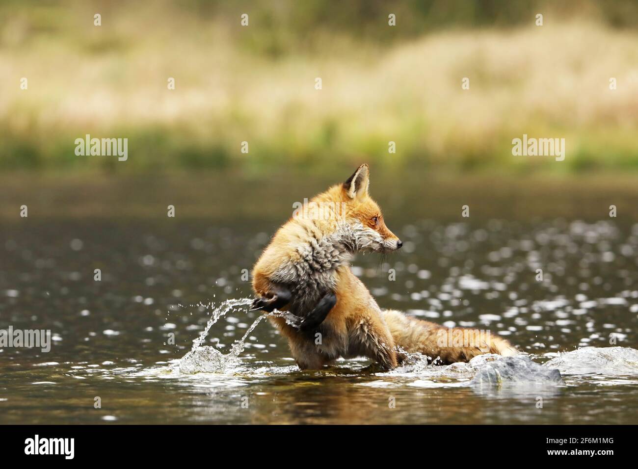 Red fox (Vulpes vulpes) catching fish in pond. Action scene in nature ...