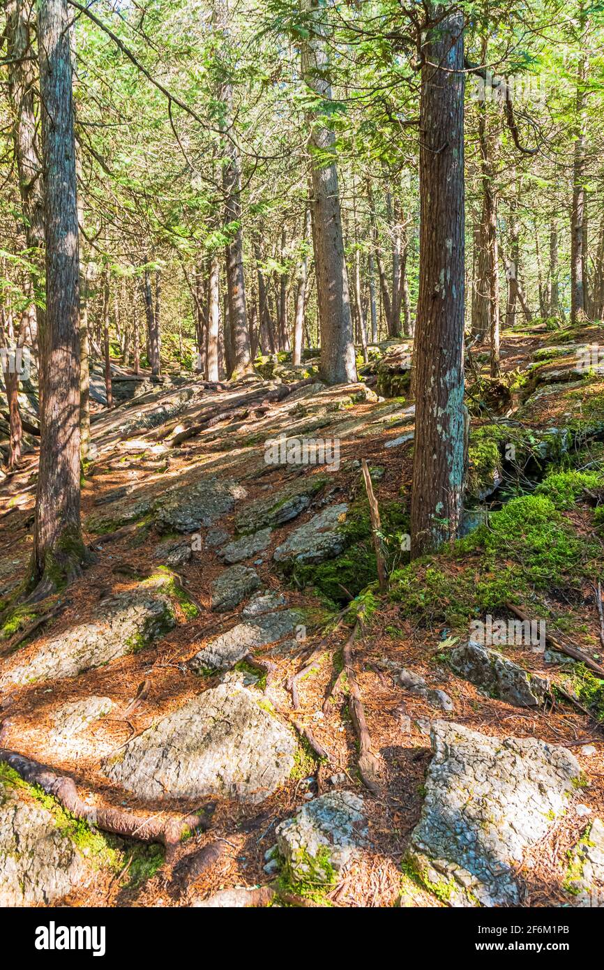 Warsaw Caves Conservation area Dwight Ontario Canada in summer Stock ...