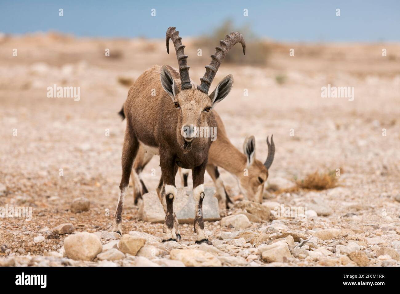 Israel,Dead Sea, Nubian ibex (Capra nubiana Stock Photo - Alamy