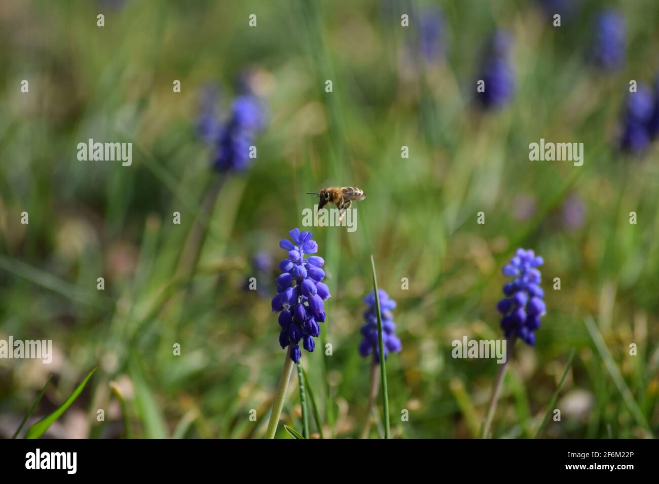 Bee with its proboscis Extended approaches the Flower Stock Photo - Alamy