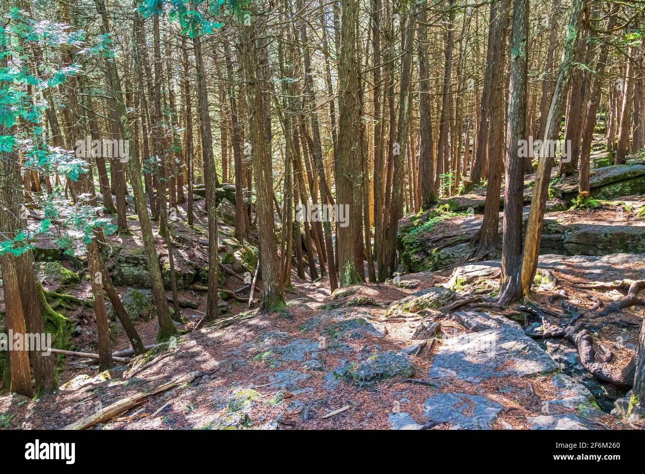 Warsaw Caves Conservation area Dwight Ontario Canada in summer Stock ...