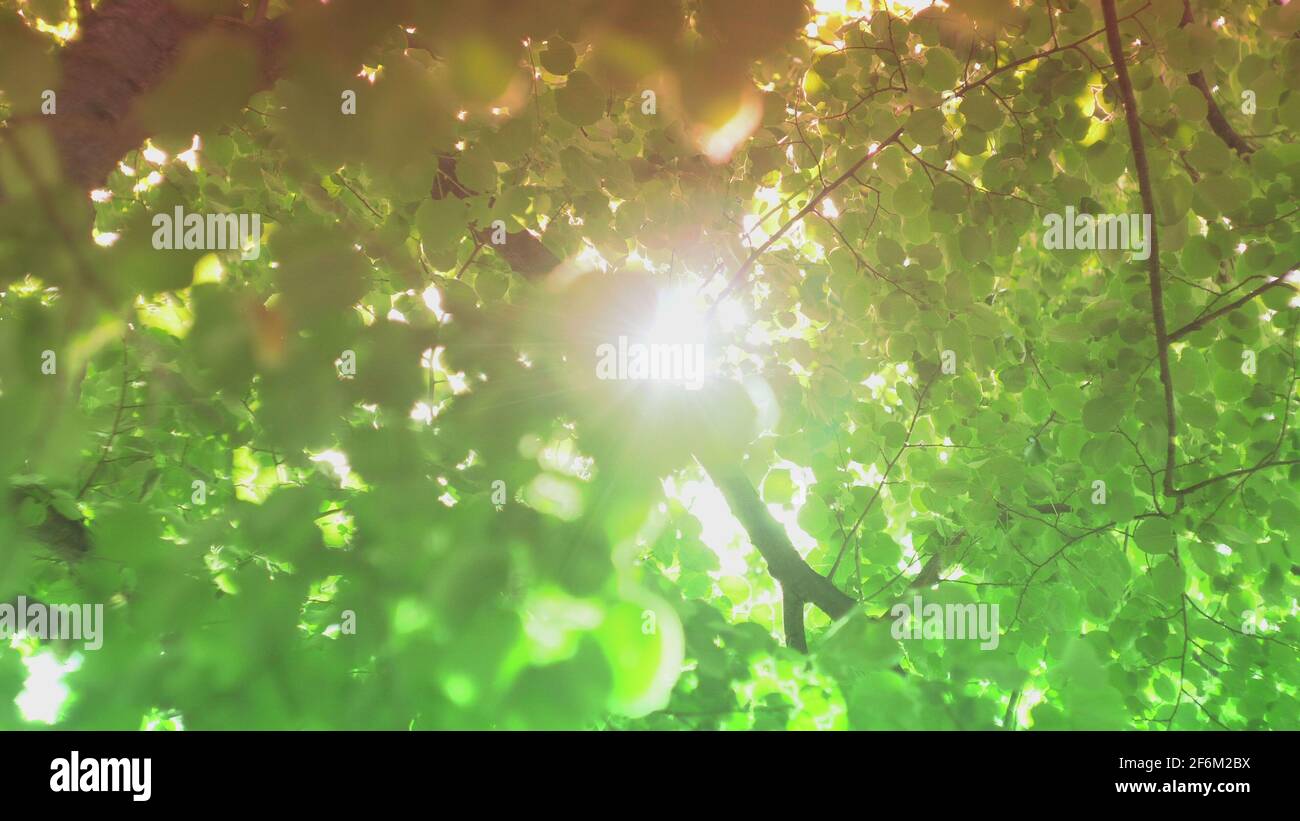 Sun Lens Flare Shining Through Trees Stock Photo - Alamy
